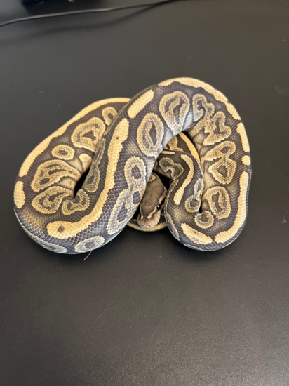 Black Pastel Vanilla Hypo Ball Python by JB Exotics