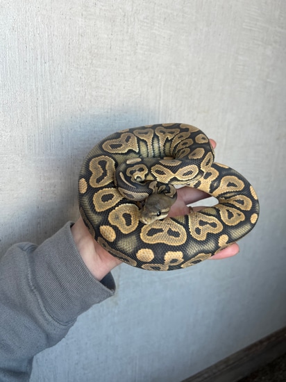 Cinnamon Hypo Ball Python by JB Exotics