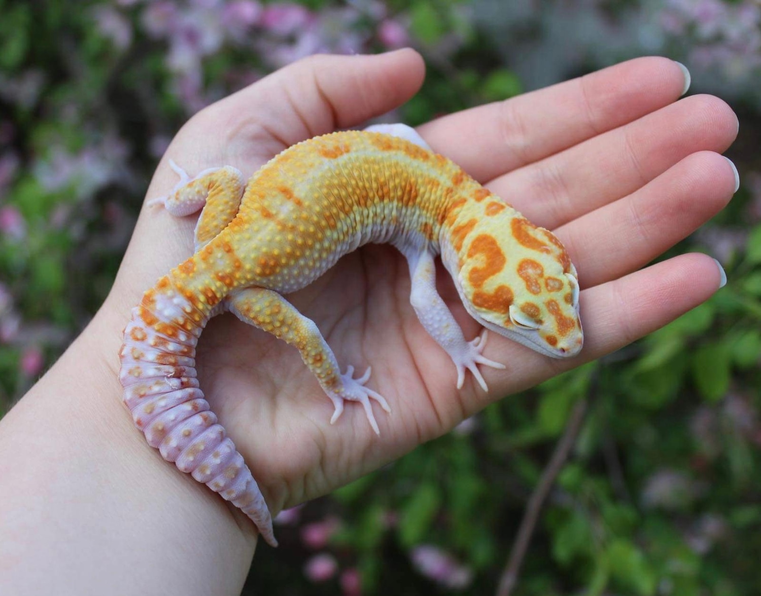 Proven WY Raptor Leopard Gecko by Gaea Geckos - MorphMarket
