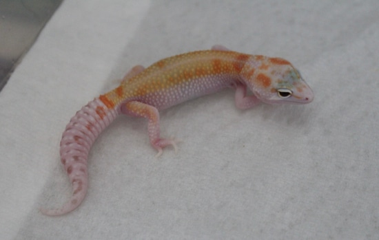 TSF Pied WY Raptor Leopard Gecko by Gaea Geckos