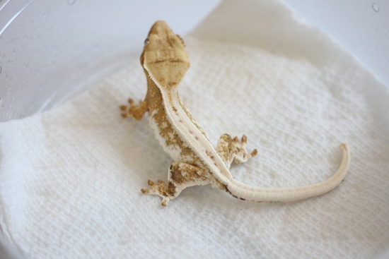 NPV Yellow Lilly White - Turmeric Offspring Crested Gecko by Gaea Geckos