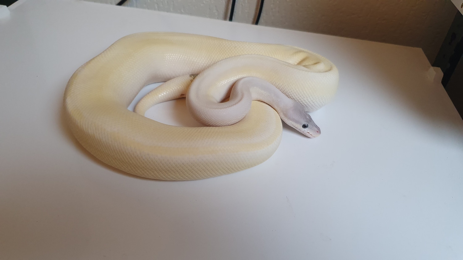 Super Mojave Orange Ghost Paradox Ball Python by Jungle BEL's Royal ...