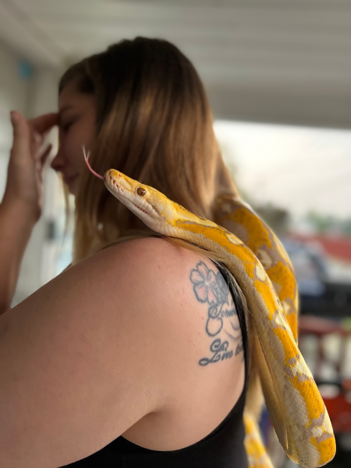 Lavender Albino 5.5ft-6ft Long Reticulated Python by Bros Reptilez ...