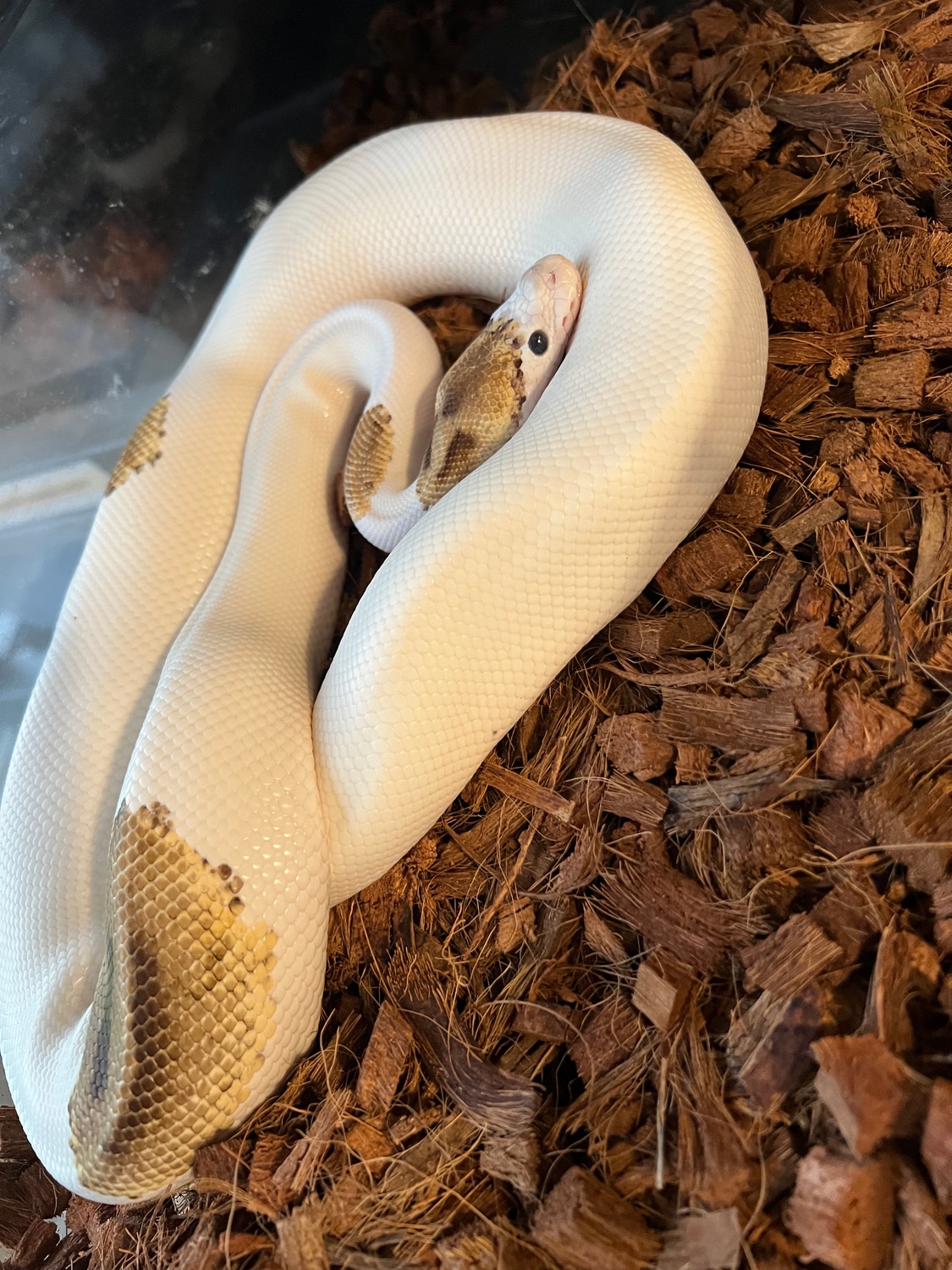 Pinto Pied Ball Python by BallHog! - MorphMarket