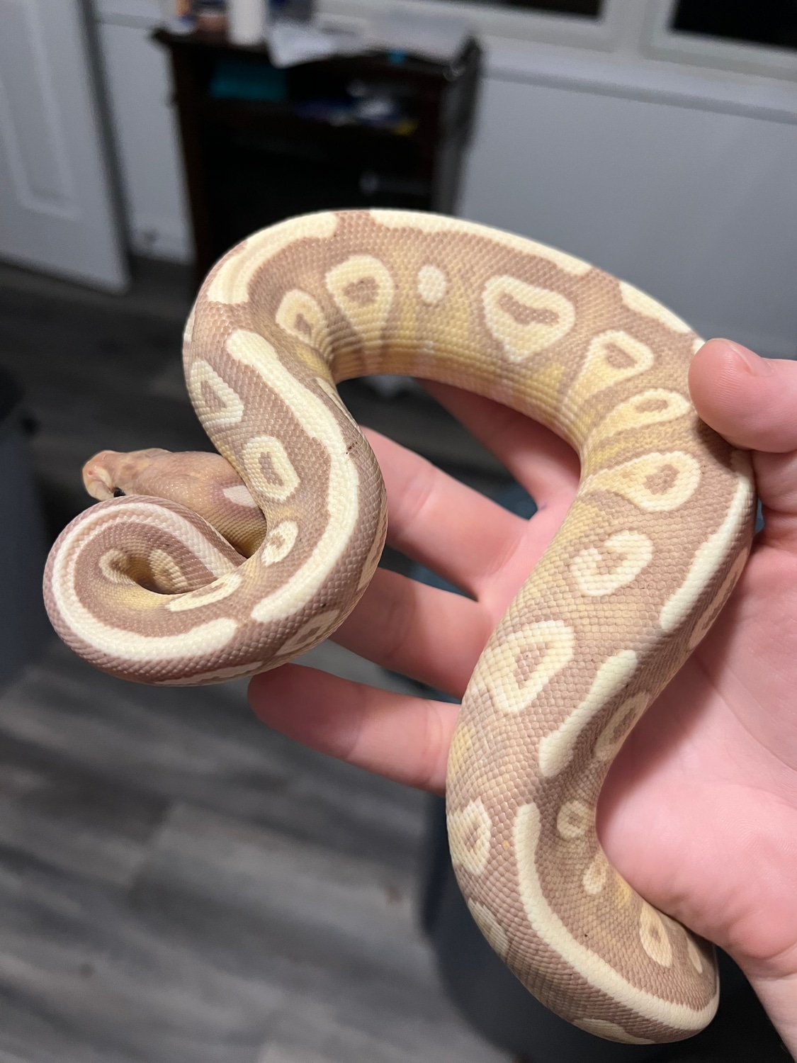 Banana Bongo Mojave Female Ball Python by Medusa's Garden - MorphMarket