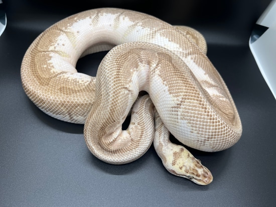 Proven Female Queen Bee Ball Python by Medusa's Garden