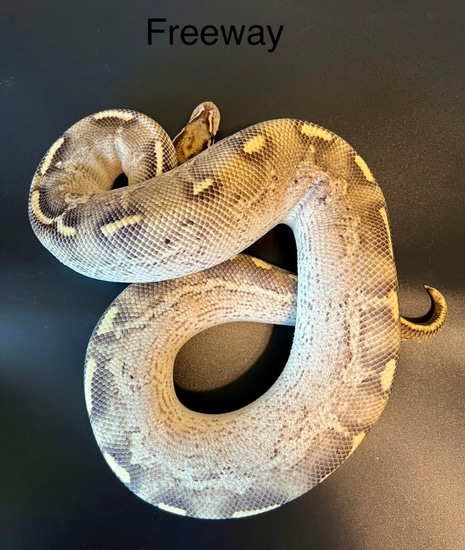 Proven Freeway Male With Free Adult Yellowbelly Female Ball Python by ...