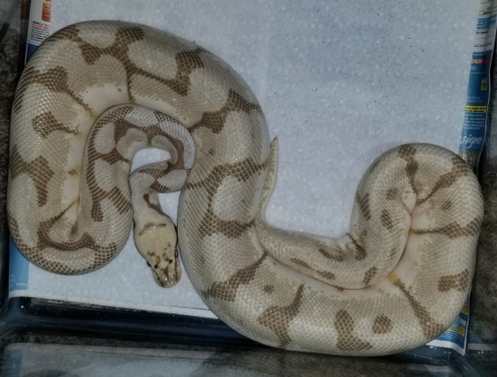 17 Proven Male Enchi Queen Bee Ball Python by Hissy-Hogs LLC
