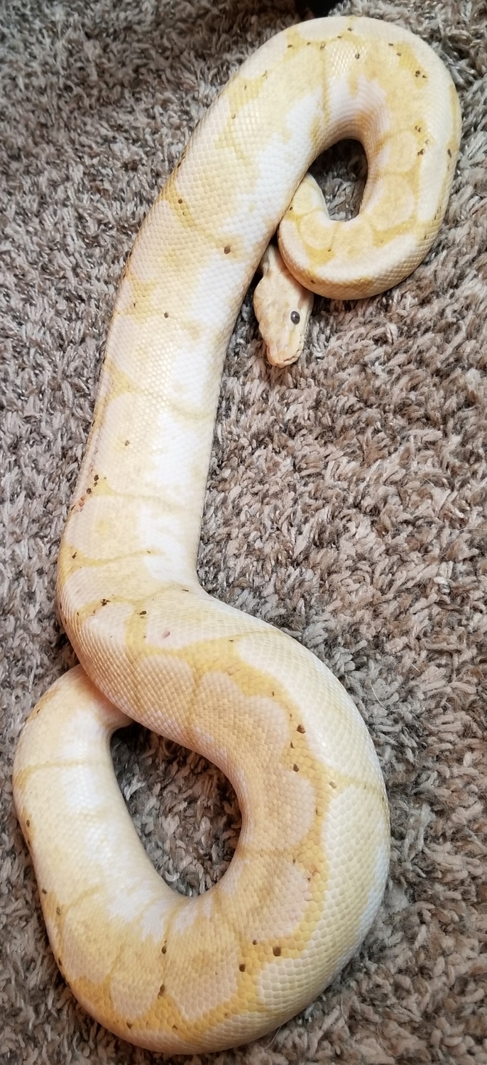 17 Proven Male Coral Glow Enchi Queen Bee Ball Python by Hissy-Hogs LLC ...