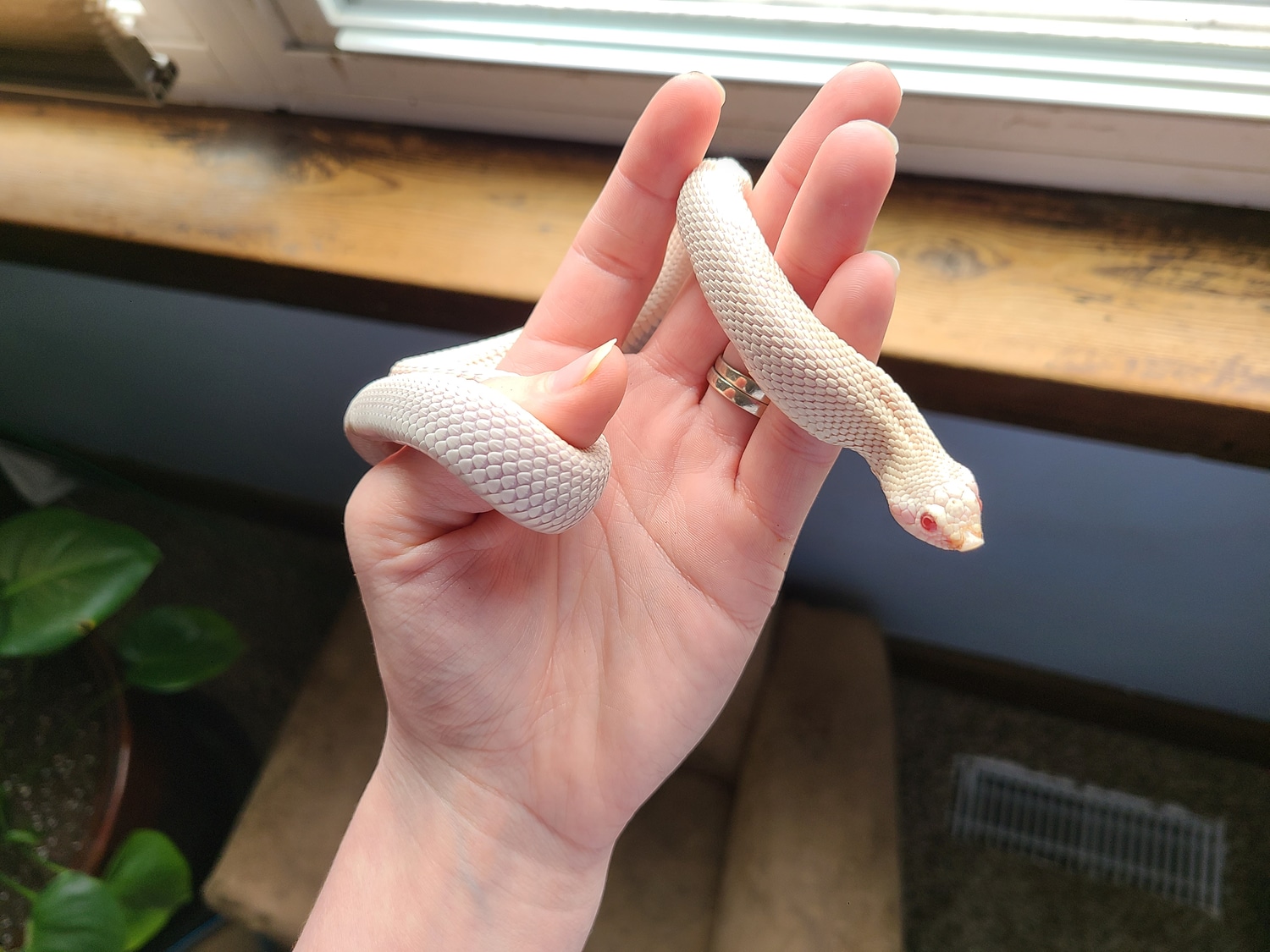 20' Proven Snow Anaconda (Yeti) Western Hognose by Hissy-Hogs LLC ...