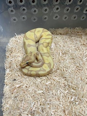 21 Banana Butter Super Enchi Ball Python by Hissy-Hogs LLC