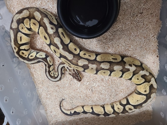Proven Vanilla Super Pastel Ball Python by Hissy-Hogs LLC
