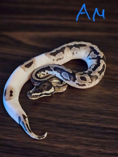VPI Axanthic Pied Ball Python by Pershin’s Pythons