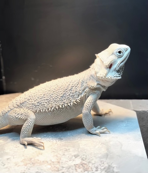 Hypo Zero Bearded Dragon Central Bearded Dragon by Jester Reptiles