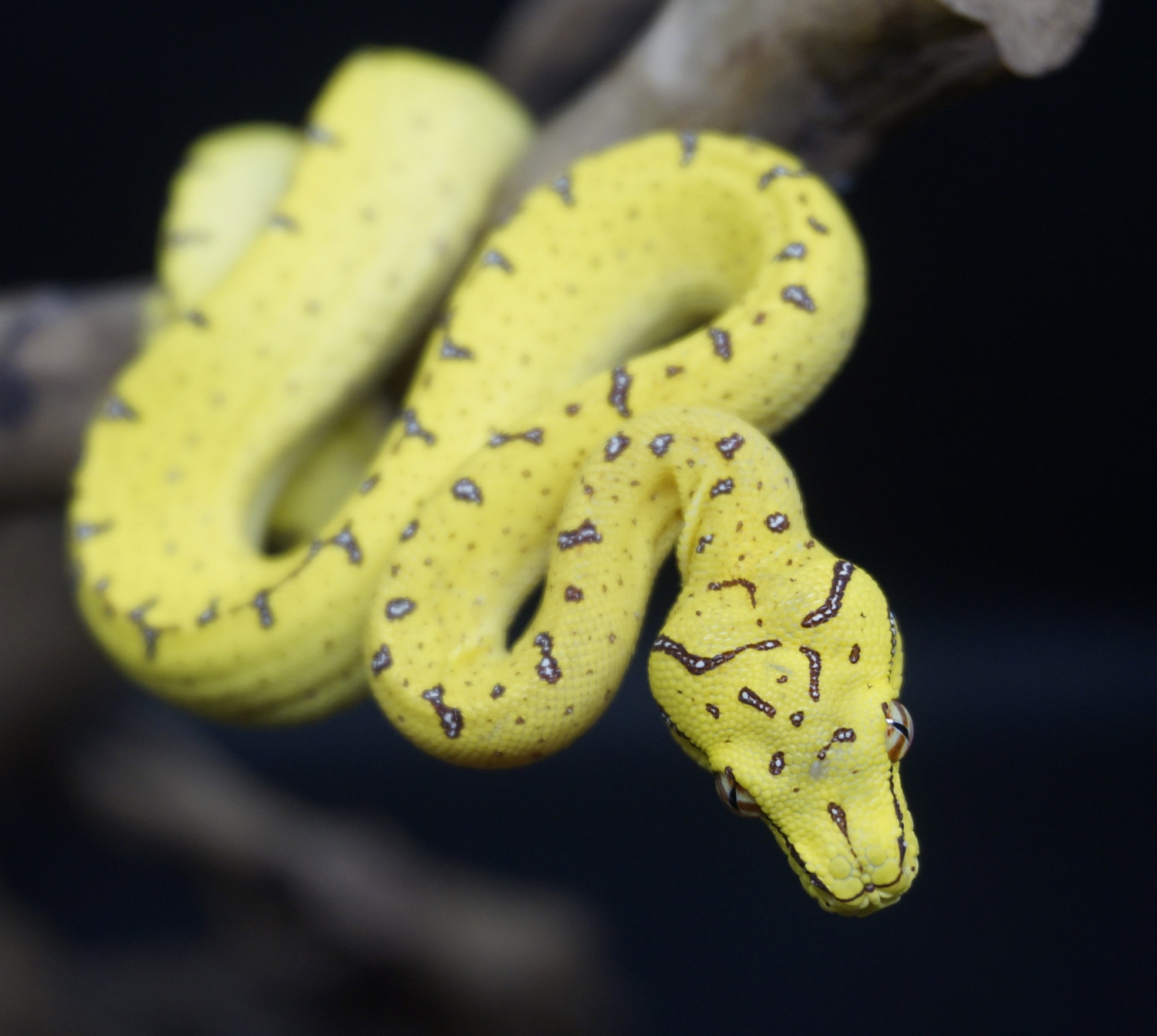 Baby Cross 2023(AruXBiakXNumfoorXSorong) Green Tree Python by Animaux ...