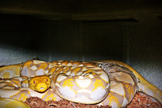 Adult Breeder Female Purple Albino Reticulated Python by Reppert's Reptiles