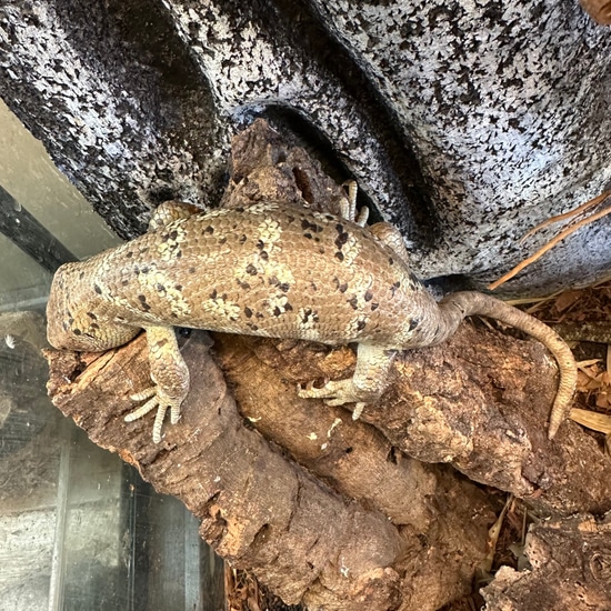 Long Term Captive Monkey Tailed Skink Monkey-Tailed Skink by Wild ...