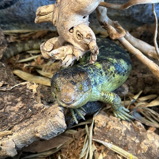 Long Term Captive Monkey Tailed Skink Monkey-Tailed Skink by Wild ...