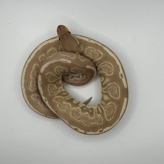 Banana Onyx Het Albino Ball Python by Wild Exotics LLC