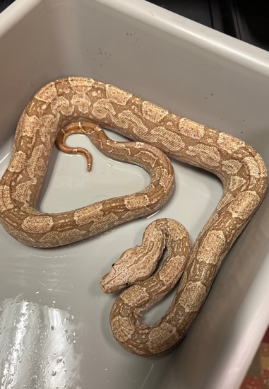 23 T+ Argentine Boa Argentine Boa Constrictor by Wild Exotics LLC