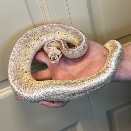 Black Pastel Vanilla Cream Ball Python by Wild Exotics LLC