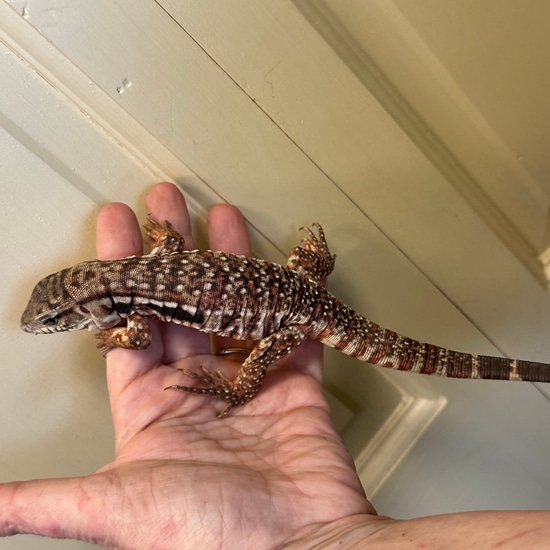 Red Cherry Tegu Argentine Tegus by Wild Exotics LLC