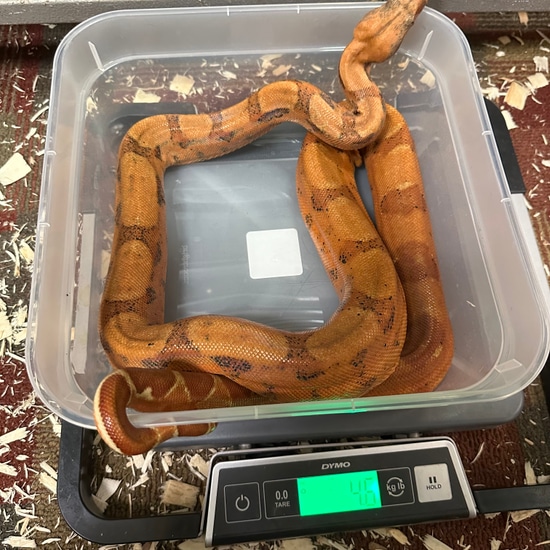 Key West Sunset Hog Island Boa Boa Constrictor by Wild Exotics LLC