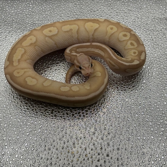Lesser Pewter Ball Python by Wild Exotics LLC