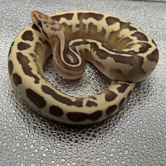 Disco Inferno Orange Dream Leopard Ball Python by Wild Exotics LLC