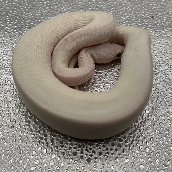 Blue Eyed Lucy Ball Python by Wild Exotics LLC