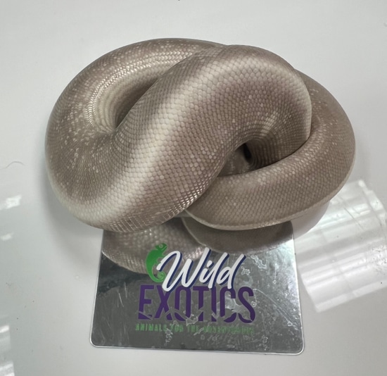 Ghi Mystic Potion Ball Python by Wild Exotics LLC