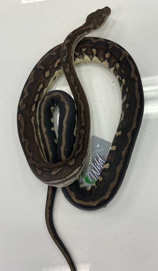 Striped Bredls Female Centralian Carpet Python by Wild Exotics LLC