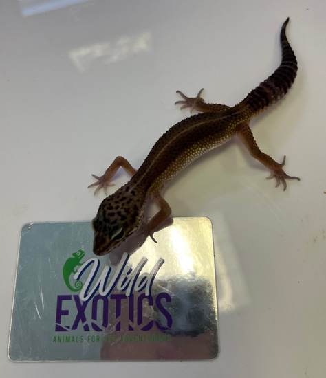 Black Knight X Black Pearl Leopard Gecko by Wild Exotics LLC