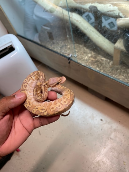 Pastel Banana Enchi Lesser Ball Python by DreadsNSheds