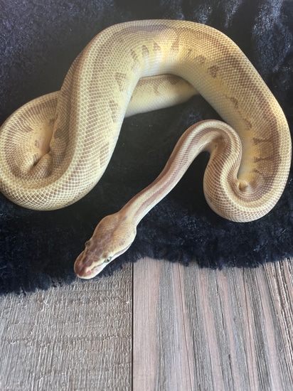 Lesser Pastel Pinstripe Ball Python by JE Walker Reptiles