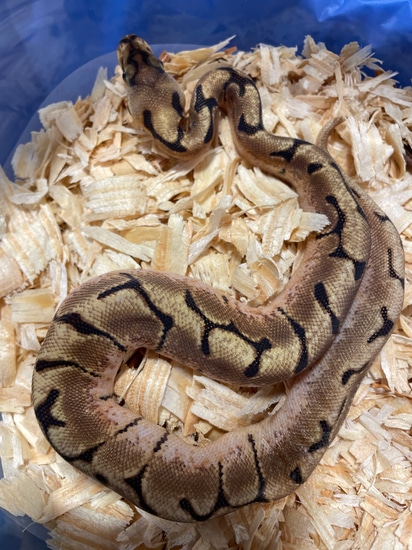 Enchi Spider 66% Het Ghost Ball Python by JE Walker Reptiles