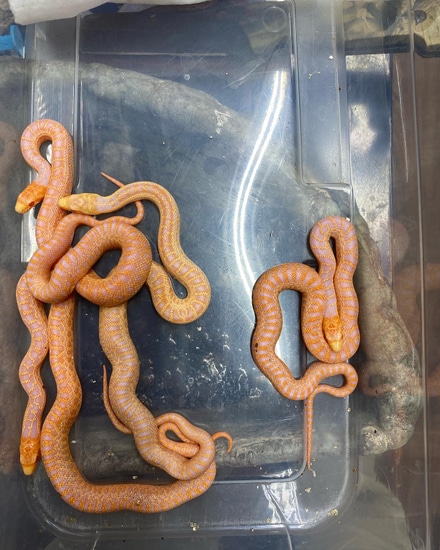 Applegate Albino San Diego Gophers Gopher Snake by Ry’s RAGING REPTILES