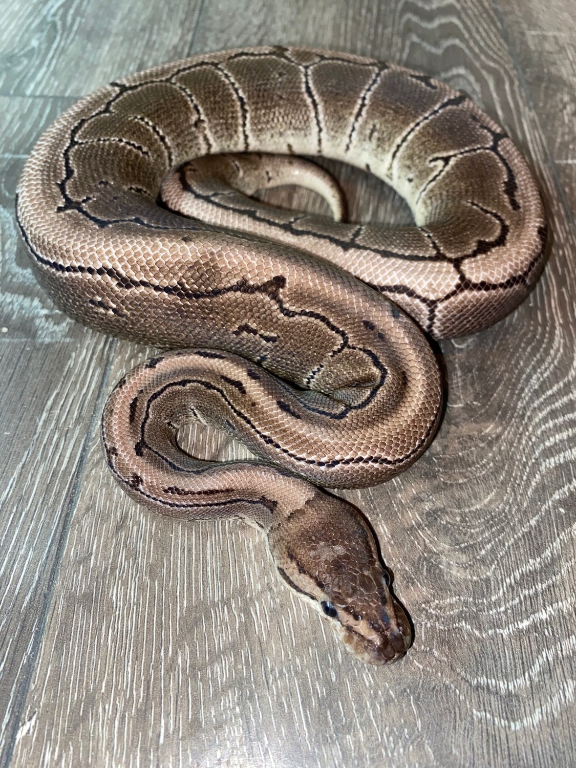 Vpi Axanthic Pinstripe 50% Het Clown Ball Python by Breederz’n’Feederz ...