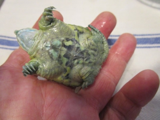 Snapping Turtle by JF Hognose