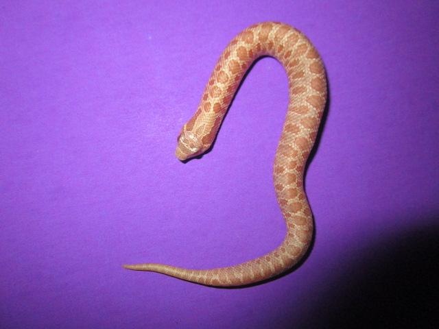 Pink Pastel Albino Western Hognose by JF Hognose - MorphMarket
