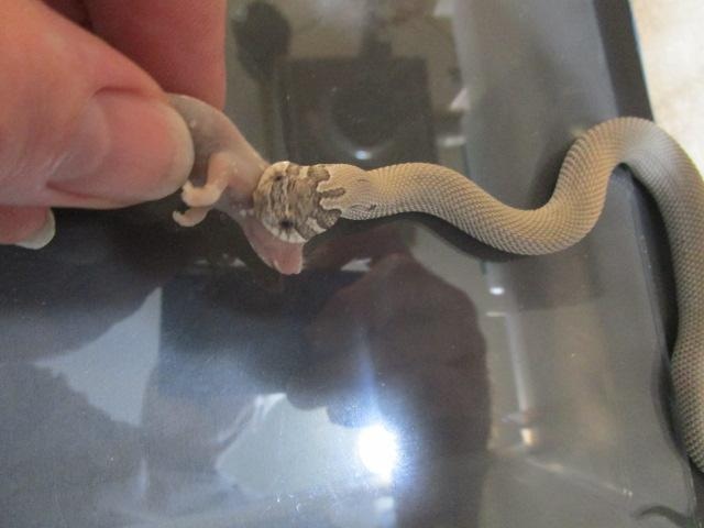Axanthic Super Conda Western Hognose by JF Hognose - MorphMarket