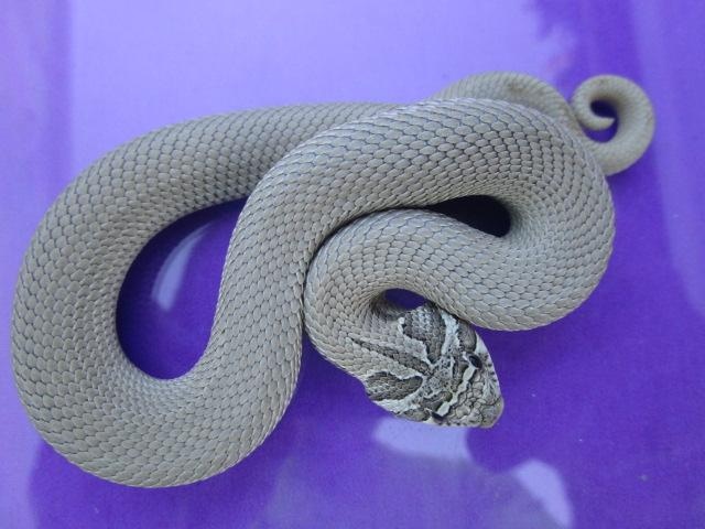 Axanthic Super Anaconda Western Hognose by JF Hognose - MorphMarket