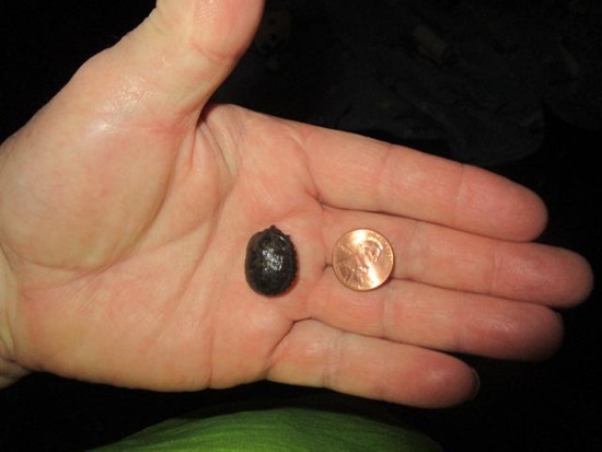 Loggerhead Musk, Sternotherus Minor Minor Mud & Musk Turtles by JF Hognose