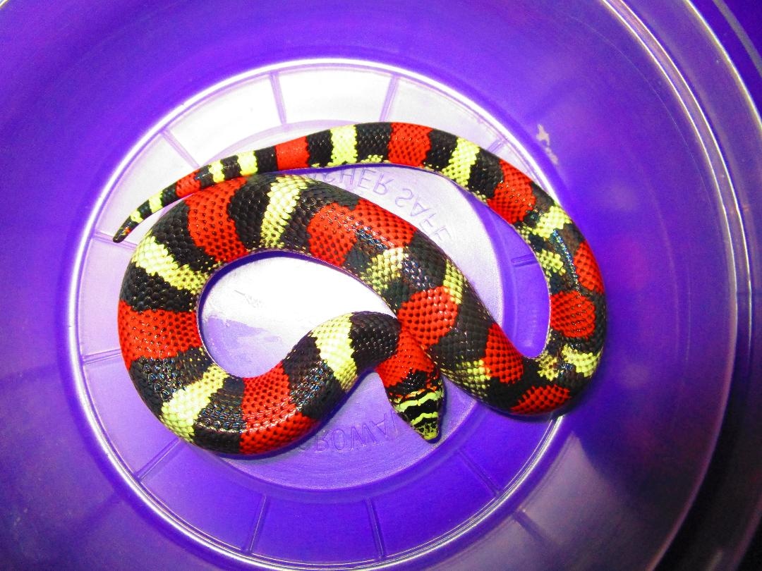 Tricolor Hognose Tri-Color Hognose by JF Hognose - MorphMarket