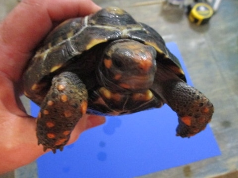Stunning Highly Marbled Red Brazilian Cherry Head Red-Footed Tortoise ...
