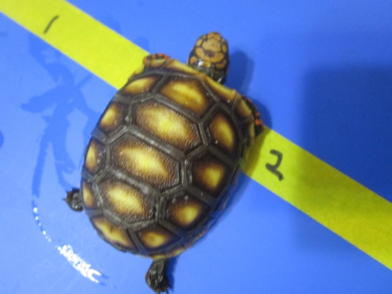 Designer High Color Redfoot Tortoises Red-Footed Tortoise by JF Hognose