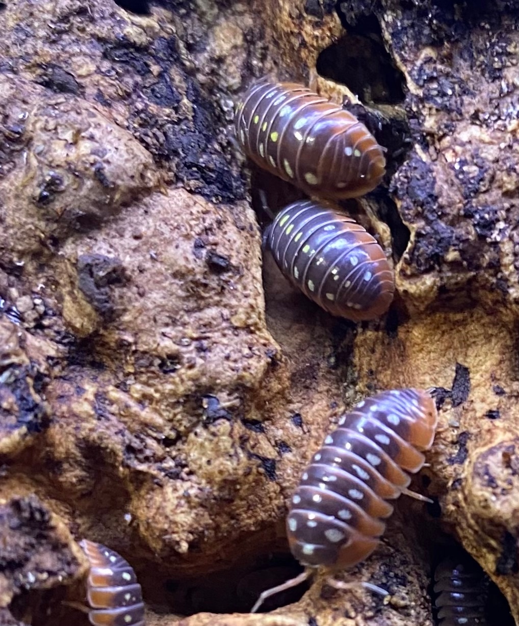 40+ Armadillidium Klugii (Montenegro) Isopod by Nidhoggnoses - MorphMarket