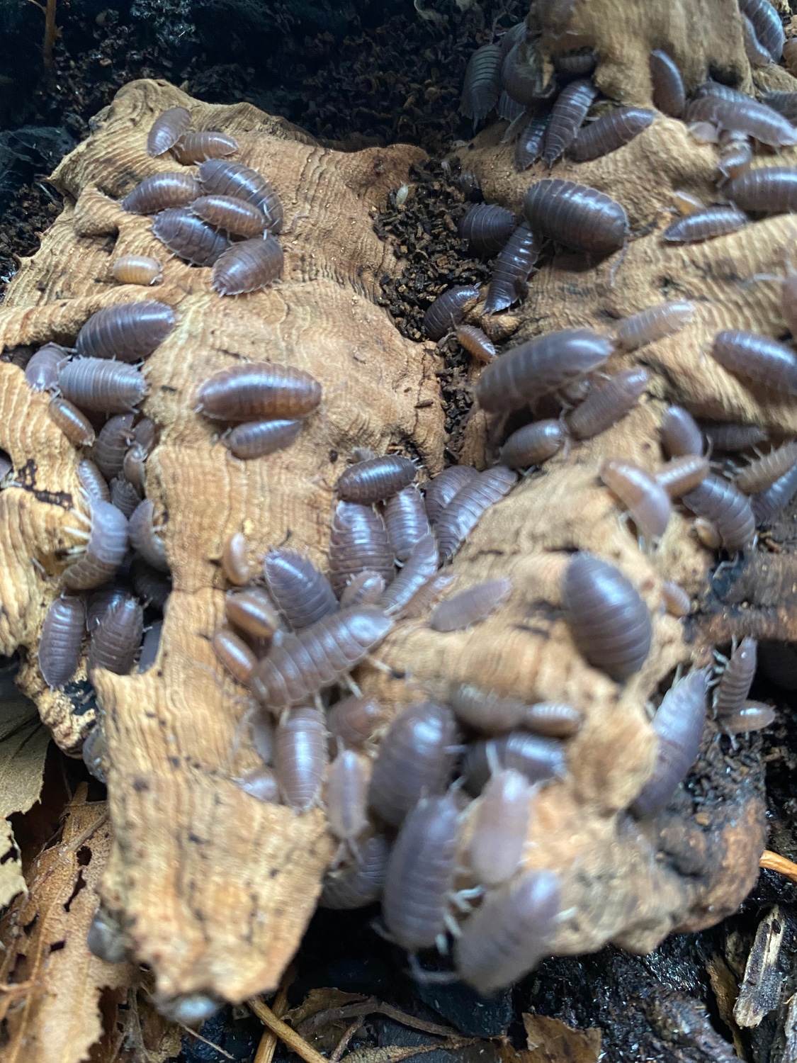 50+ Powder Blue (Mixed Sizes) Isopod by Nidhoggnoses - MorphMarket