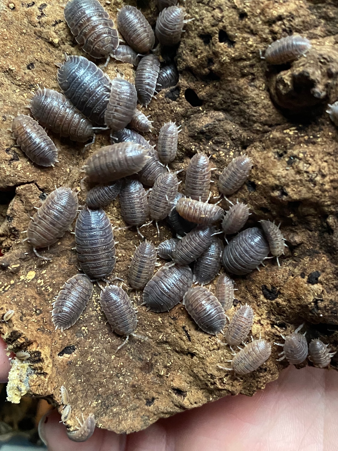 20+ Giant Canyon . Mixed Sizes Isopod by Nidhoggnoses - MorphMarket