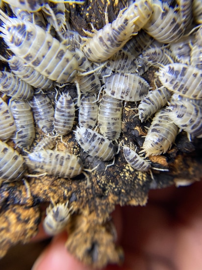 100+ Dairy Cow Isopods by Nidhoggnoses